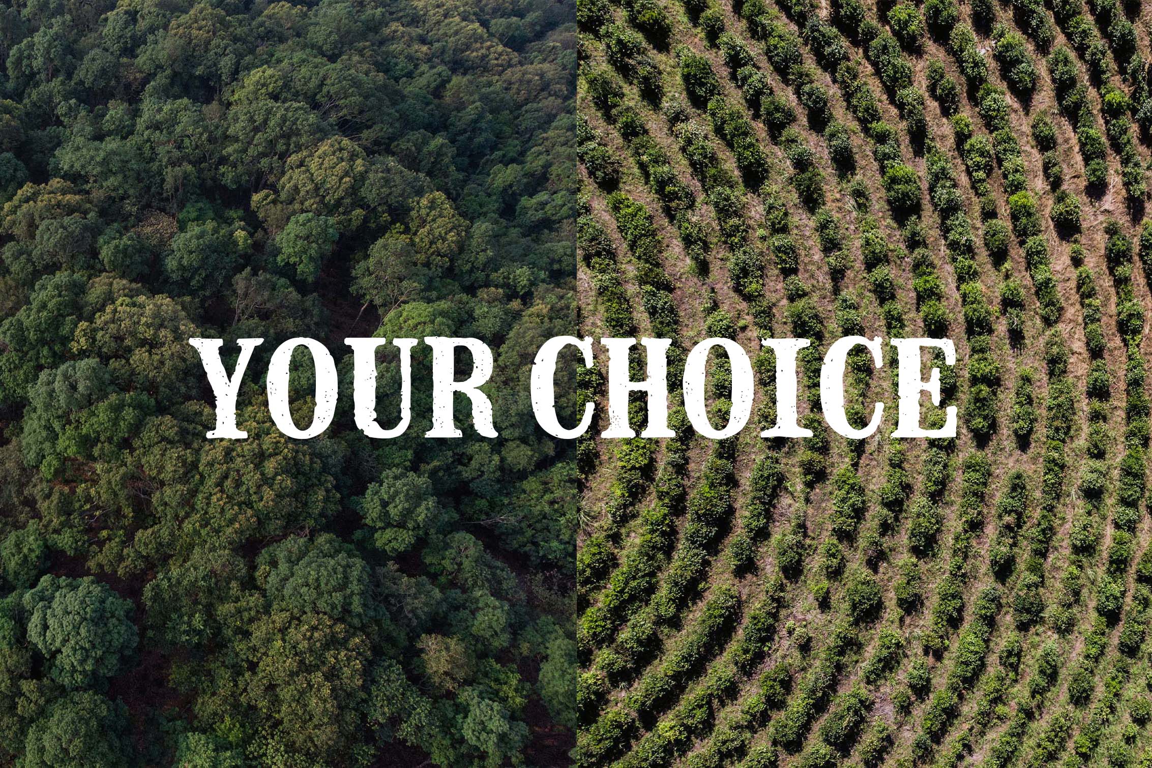 Monteaco - Forest Friendly Tea – MONTEACO